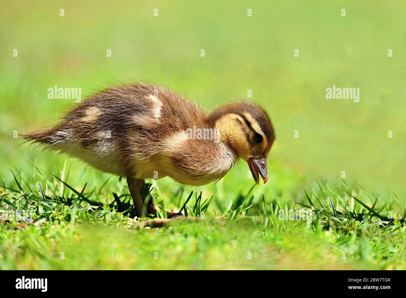 Duck Beak High Resolution Stock Photography and Images - Alamy