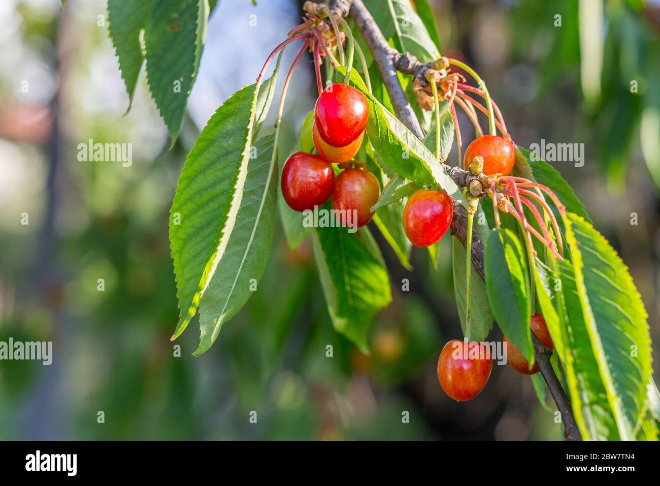 Sweet red cherries on a tree branch, close up Stock Photo - Alamy