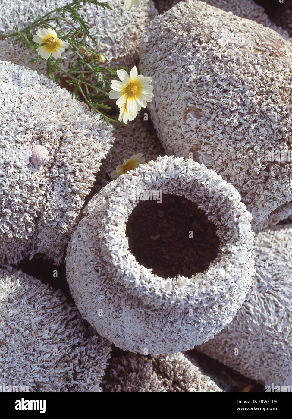 Barnacles hi-res stock photography and images - Alamy