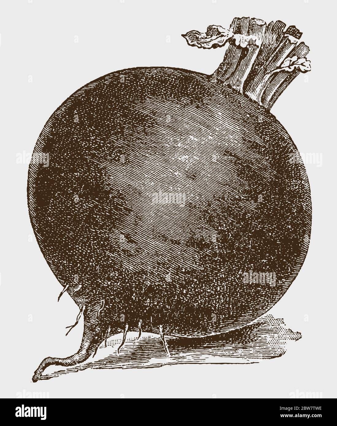 Globular root hi-res stock photography and images - Alamy