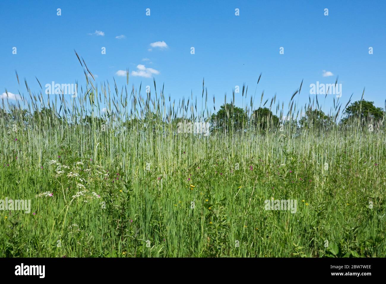 Small scale arable farming: border of a small rye field with flowers ...