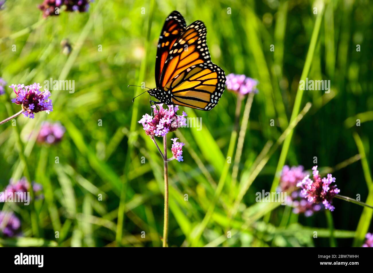 Monarch Butterfly resting on a flower Stock Photo - Alamy