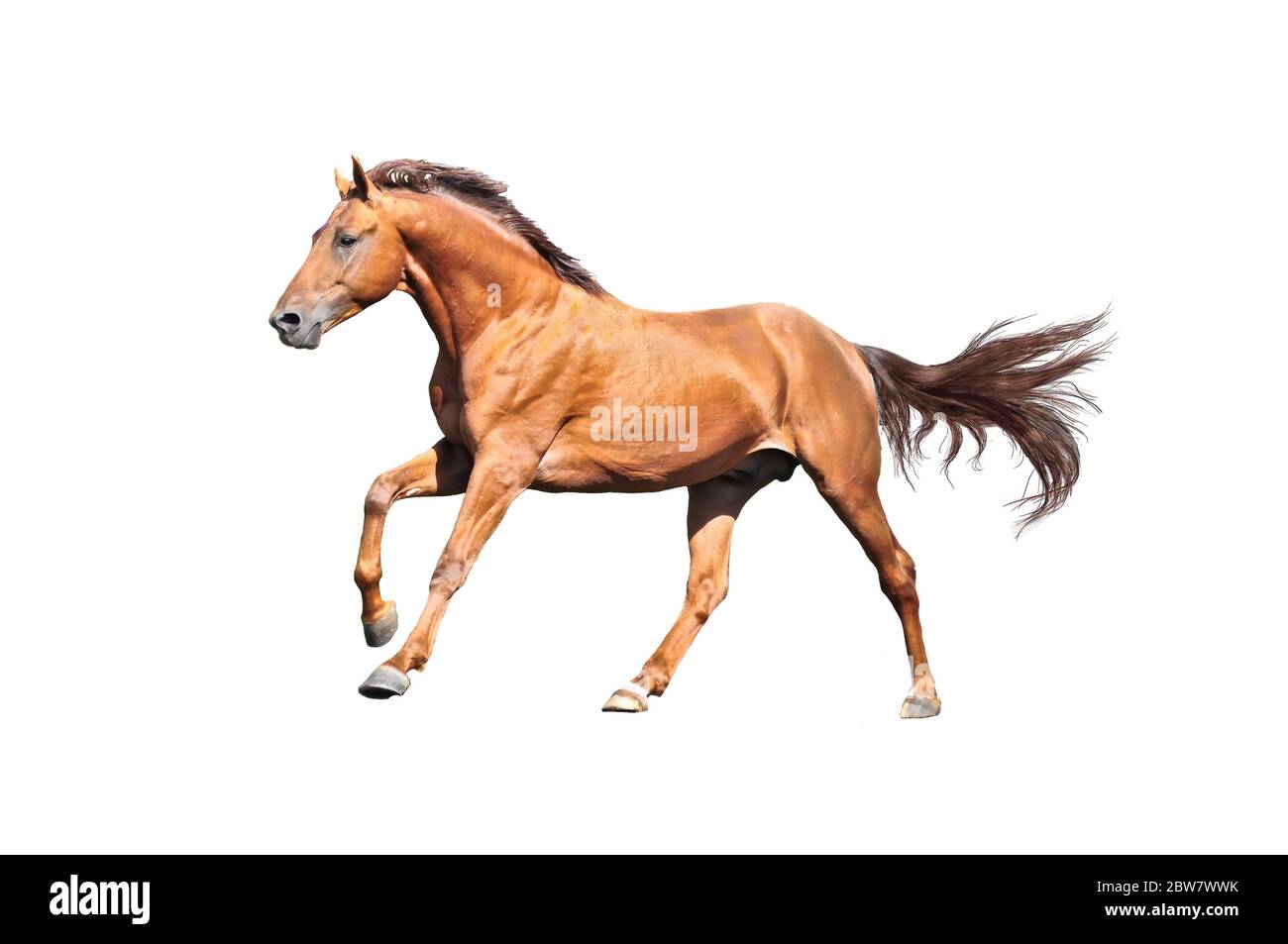 Horse running free Cut Out Stock Images & Pictures - Alamy