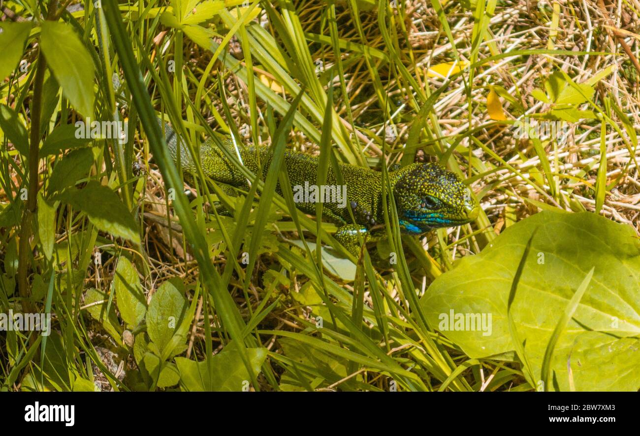 European green lizard, Lacerta viridis Stock Photo - Alamy