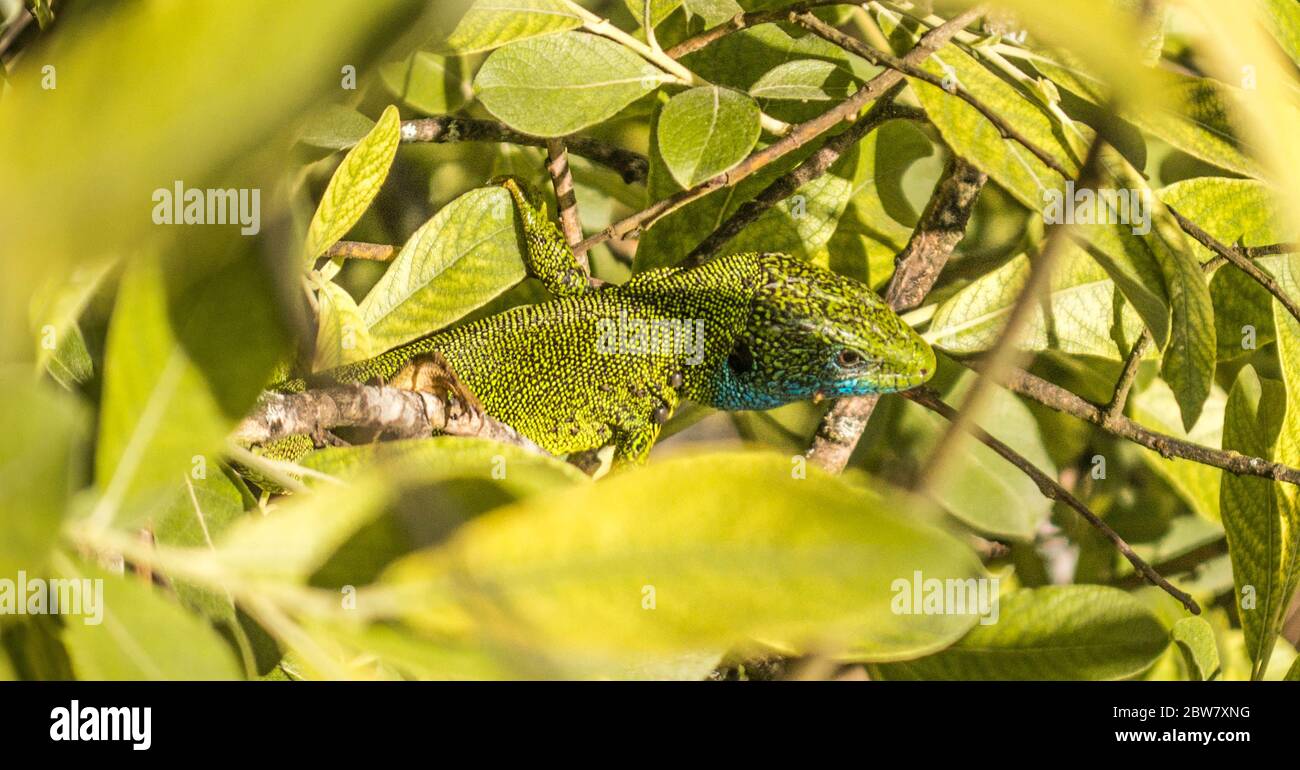 European green lizard, Lacerta viridis Stock Photo - Alamy