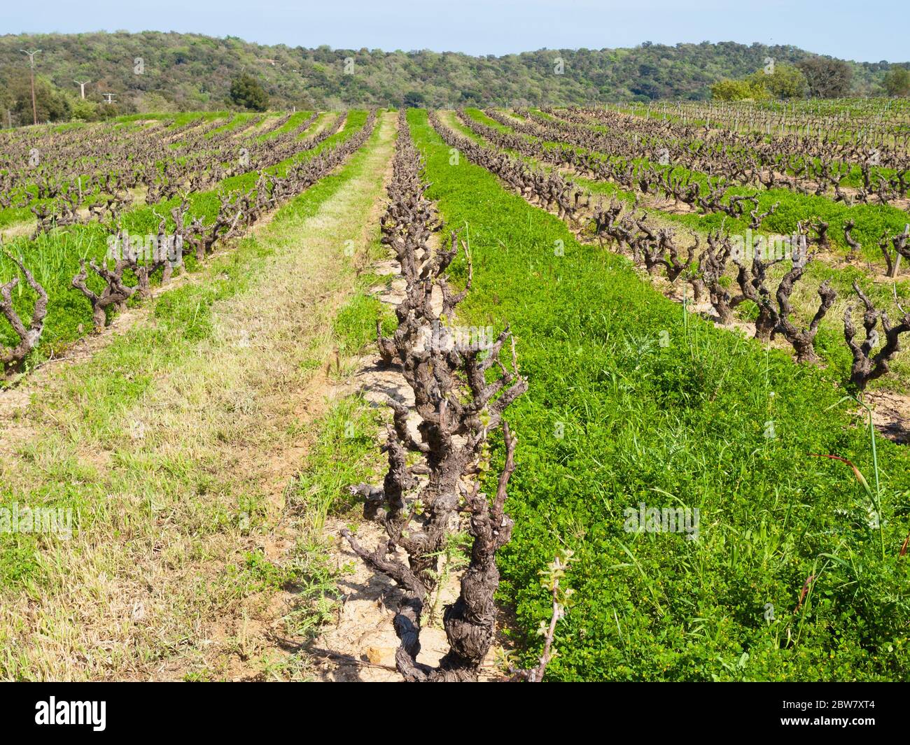 Provence viticulture hi-res stock photography and images - Alamy