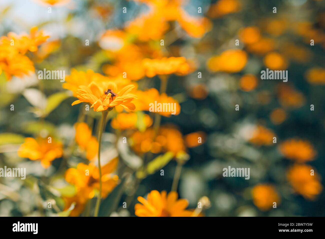 Spring background with beautiful yellow flowers. Field of blooming ...
