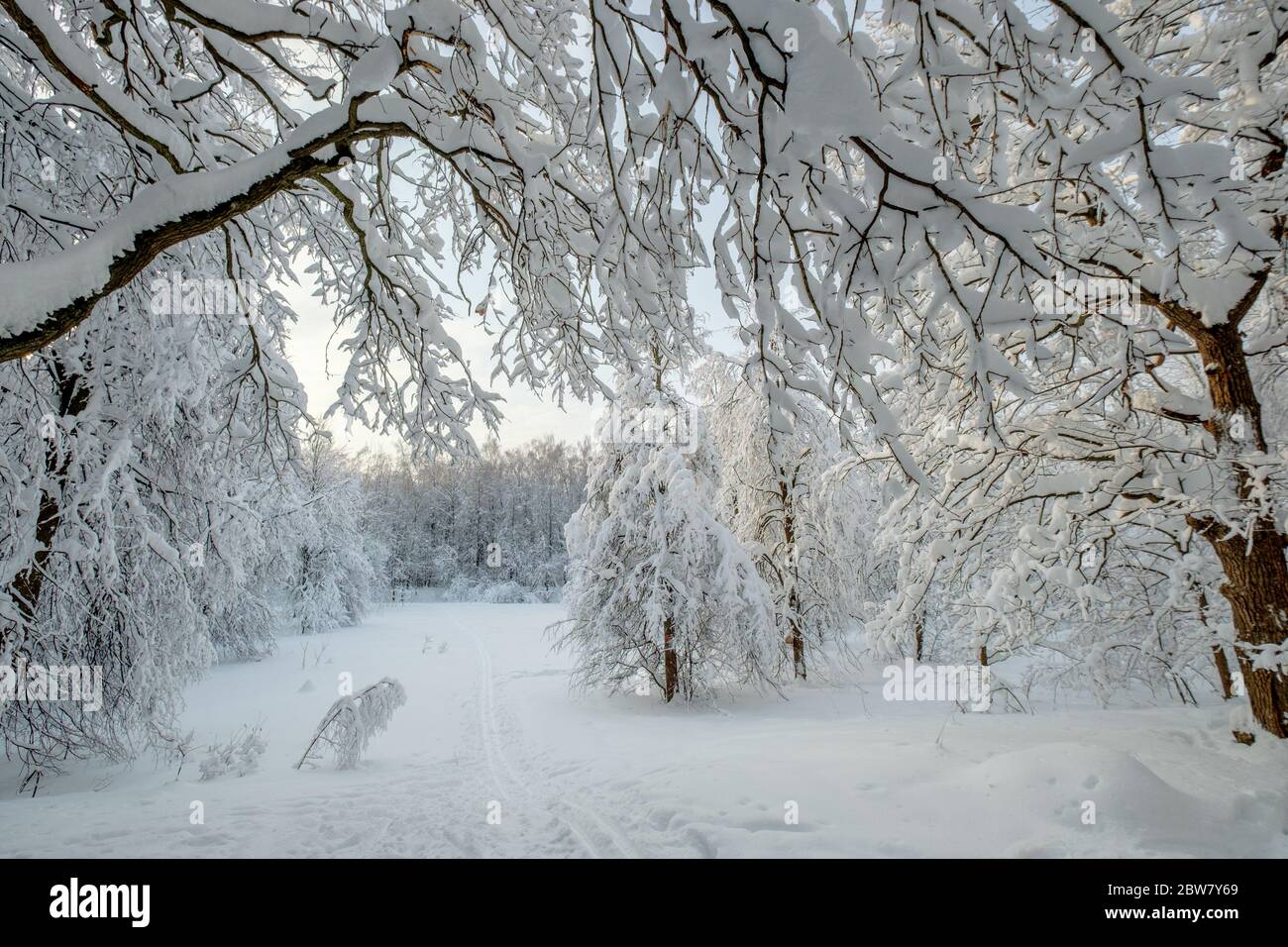 landscape in the forest after snowfall Stock Photo - Alamy