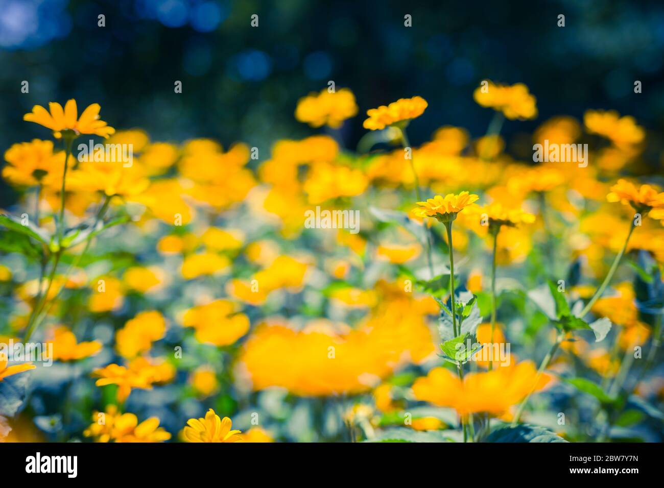 Spring background with beautiful yellow flowers. Field of blooming ...