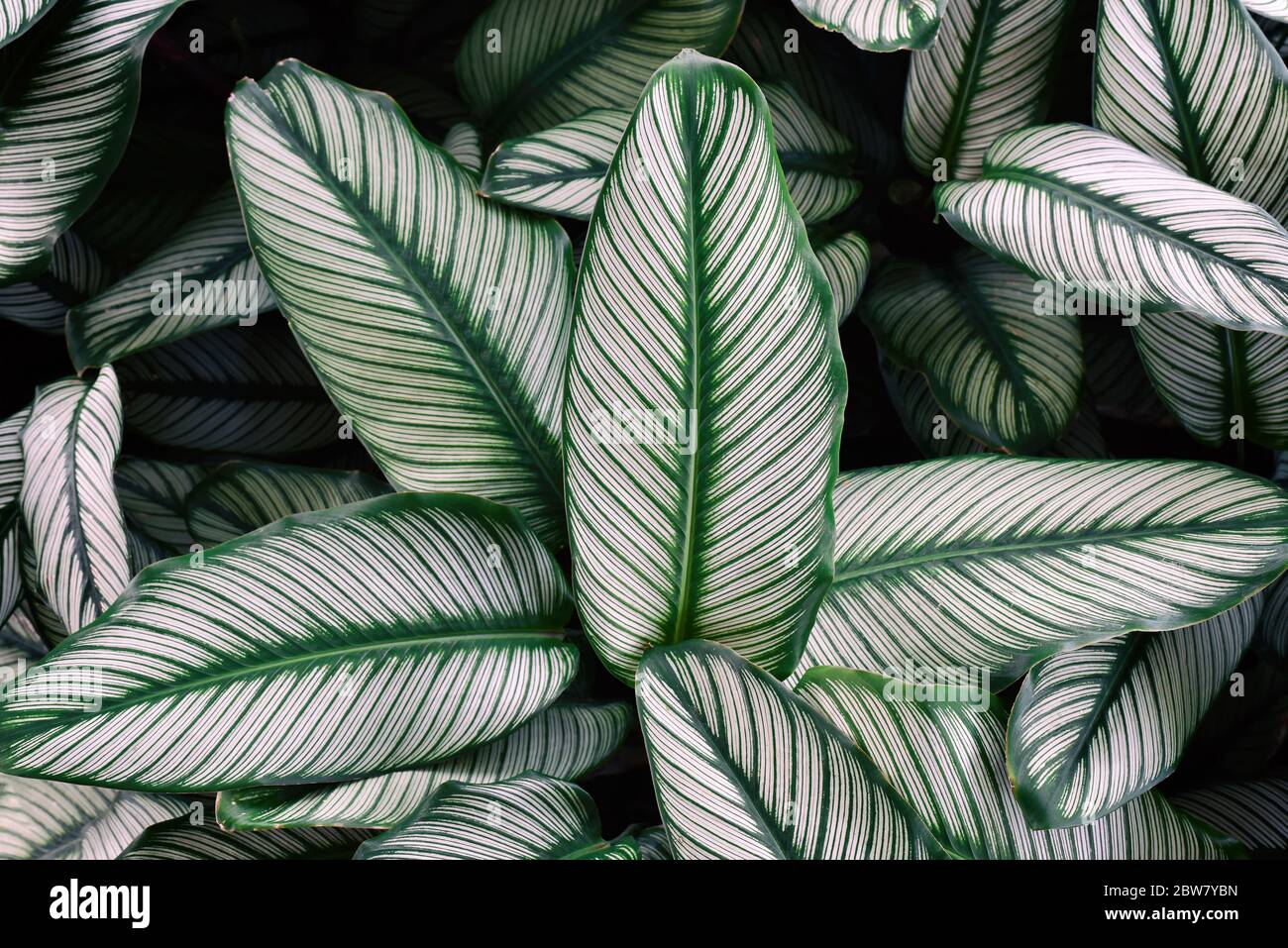 ฺBeautiful Green leaves pattern background, Natural background and ...