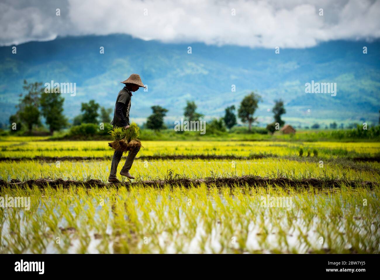 Male farmers grow rice. They were soaked with water and mud to be ...