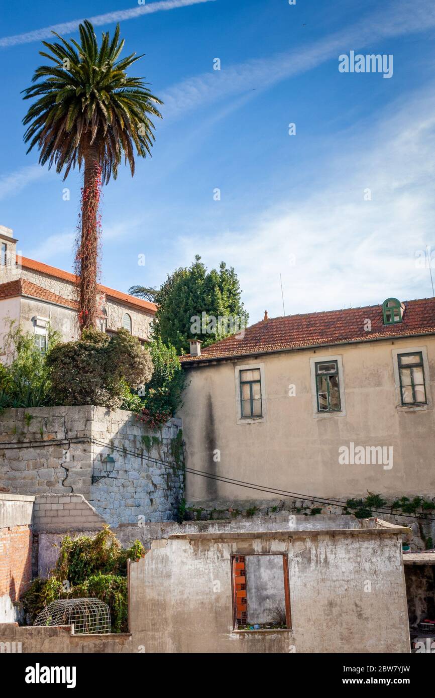 Palm tree in Ribeira district of Porto, Portugal Stock Photo - Alamy