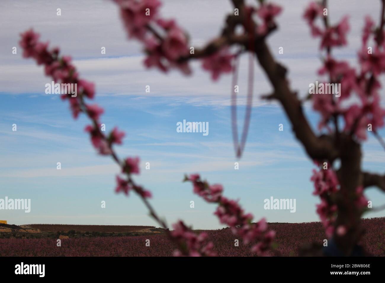Moon among peach trees Stock Photo - Alamy