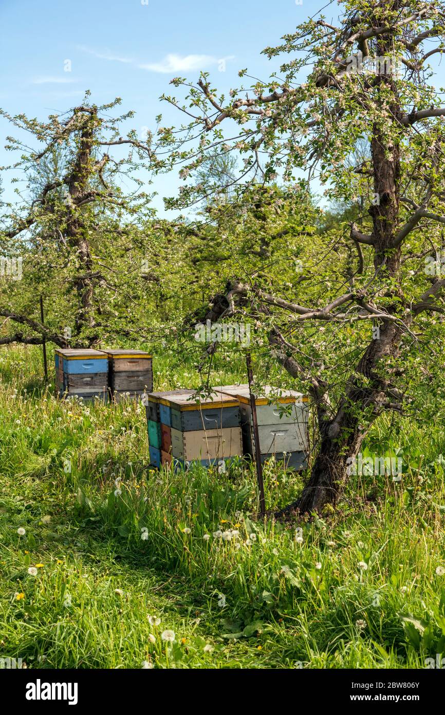 Bee hives in orchard hi-res stock photography and images - Alamy