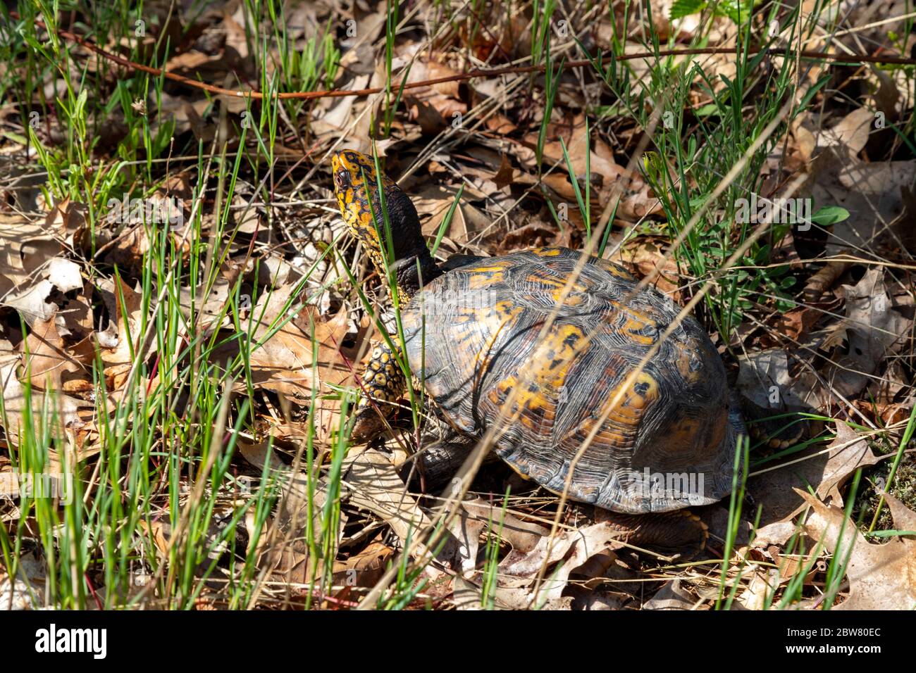 Eastern Box Turtle (Terrapene carolina carolina), Michigan, USA, by ...