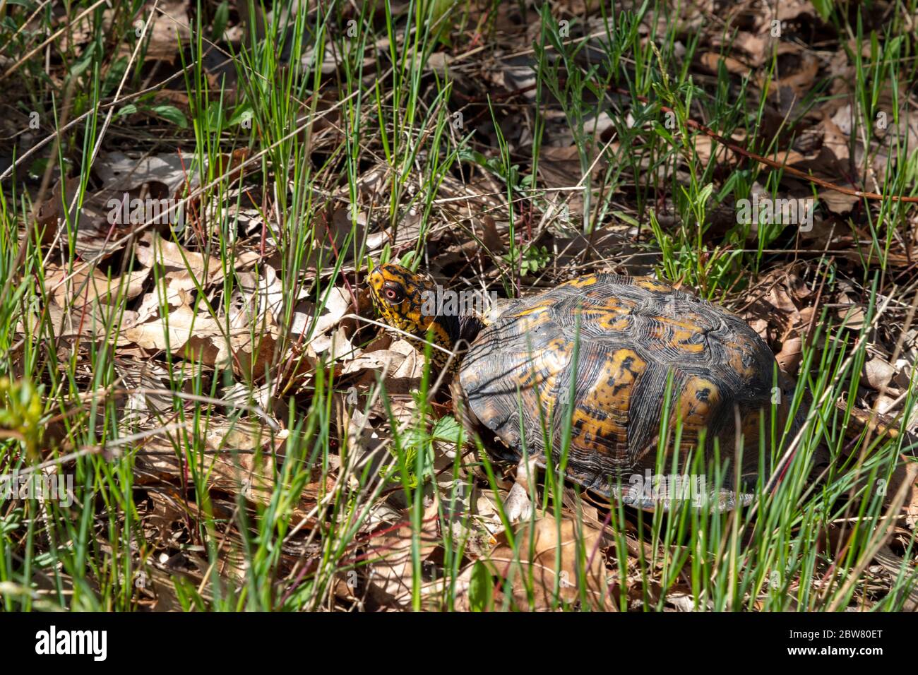 Eastern box turtle hi-res stock photography and images - Alamy