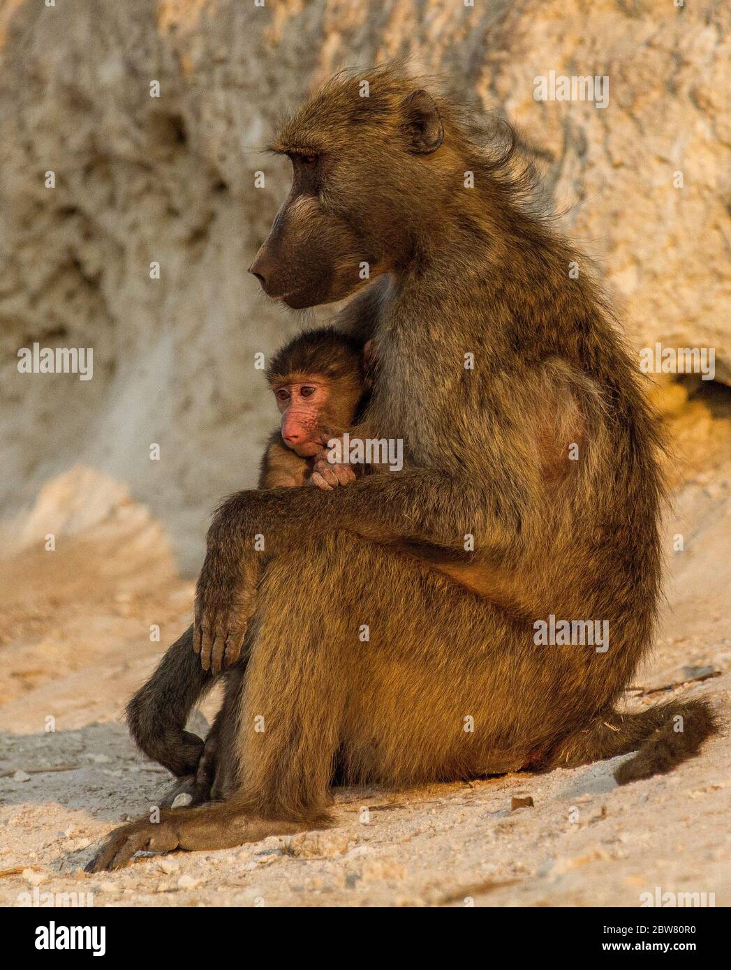 Safari mammals hi-res stock photography and images - Alamy