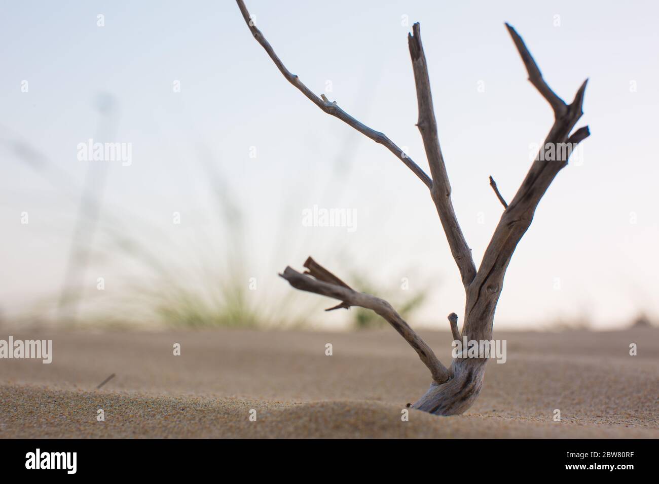 A dried-out dead thorn tree that once grew in the desert sand Stock ...