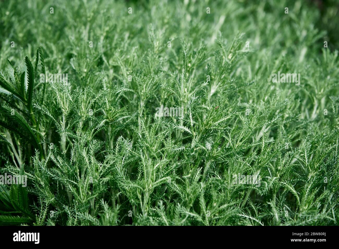 Chamomile leaves hi-res stock photography and images - Alamy