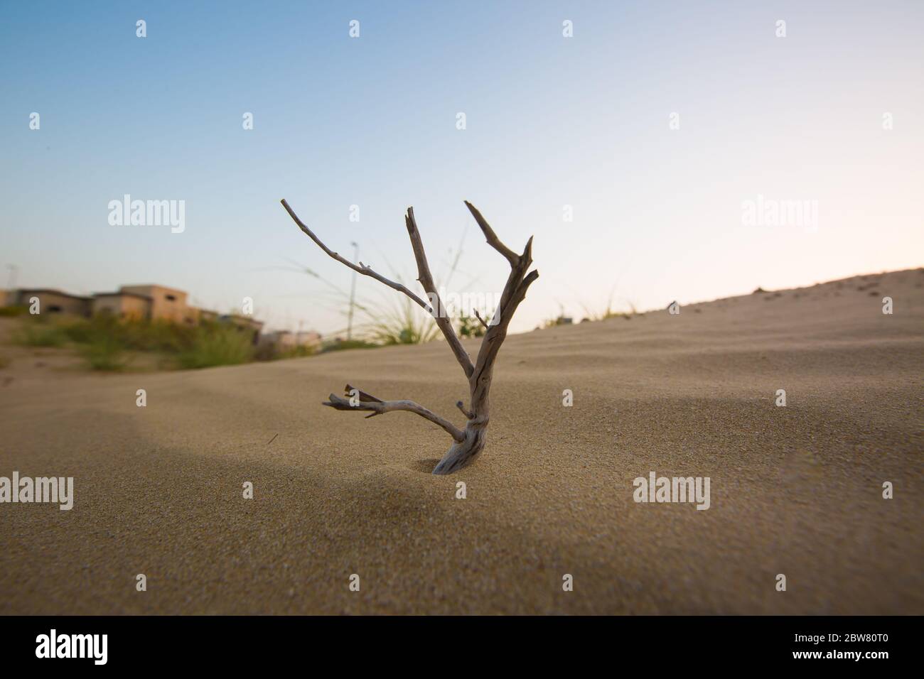 A dried-out dead thorn tree that once grew in the desert sand Stock ...