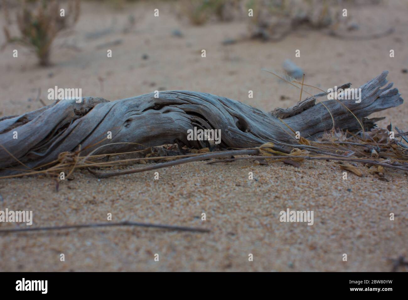 A dried-out dead thorn tree that once grew in the desert sand Stock ...