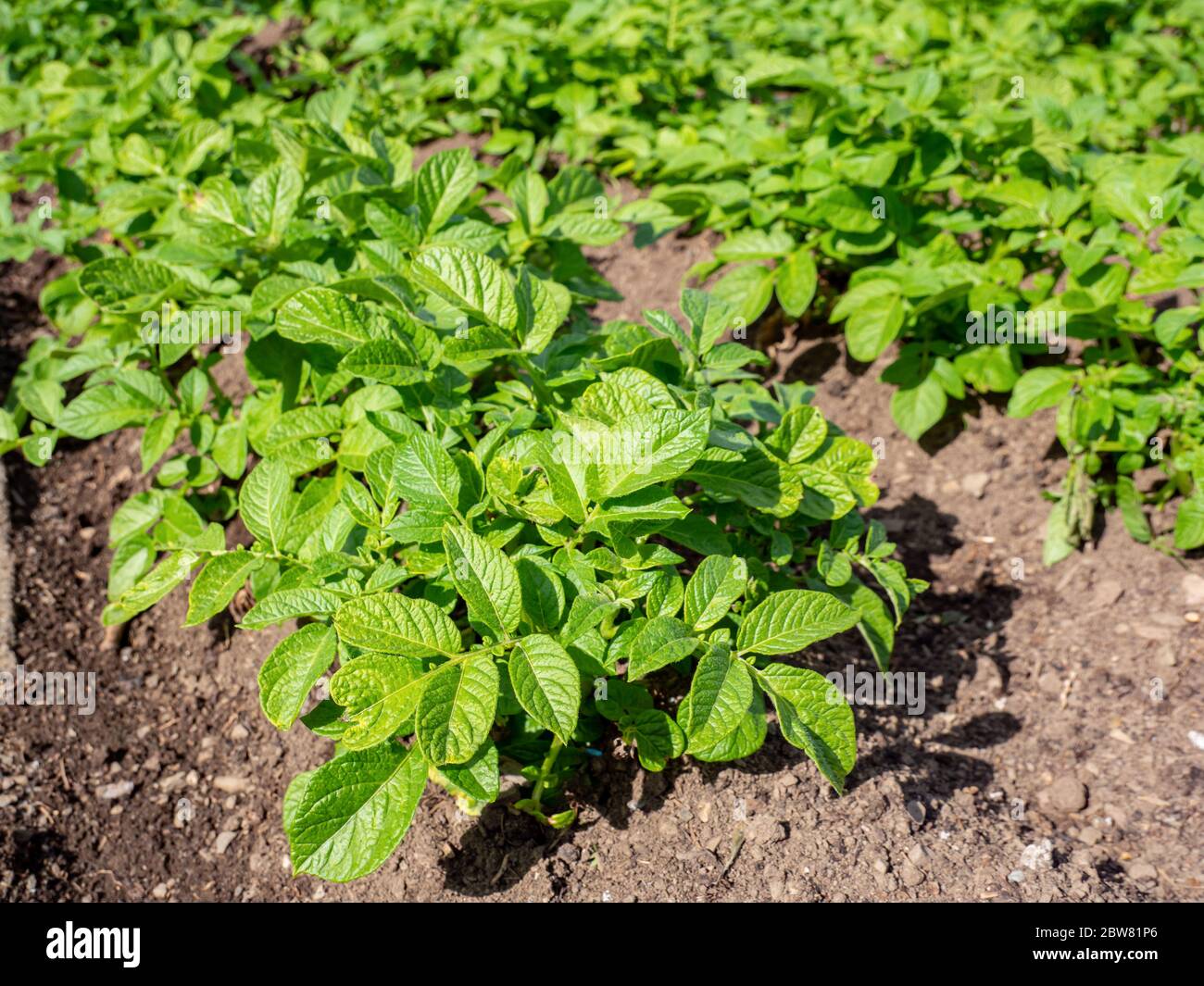 Potato growing area hi-res stock photography and images - Alamy