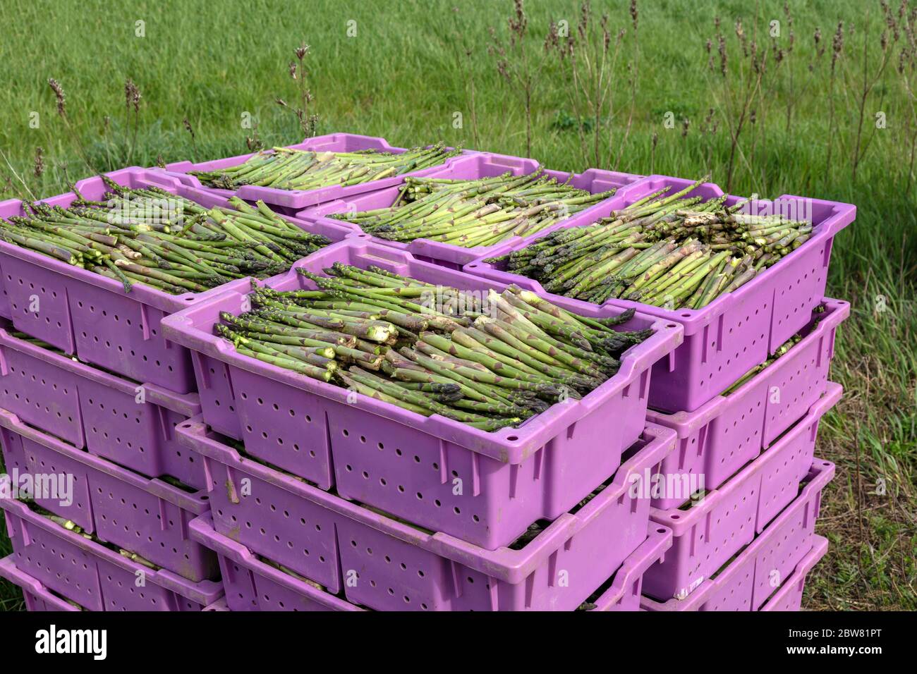 Asparagus officinalis hi-res stock photography and images - Alamy