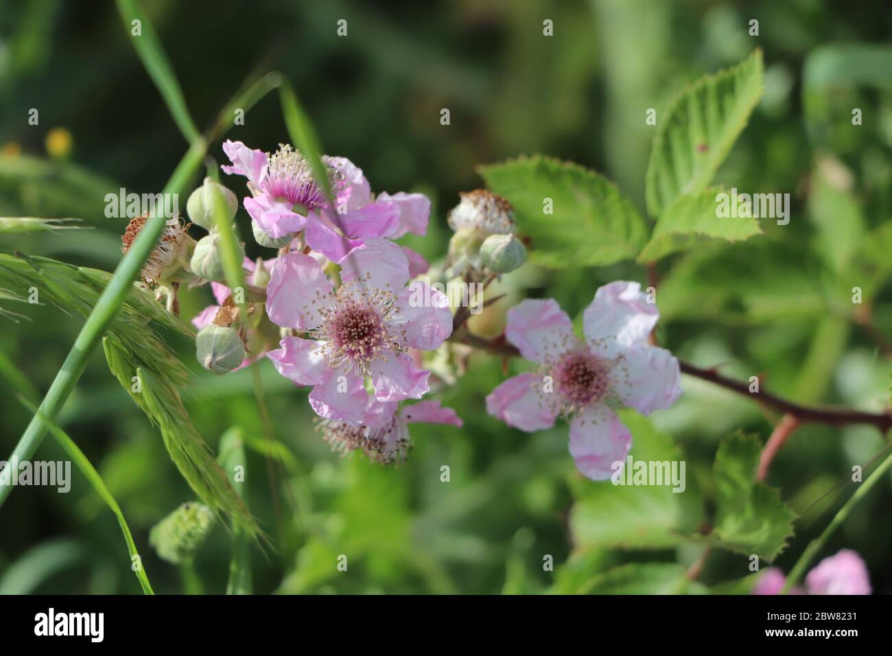 Blackberry stems hi-res stock photography and images - Alamy