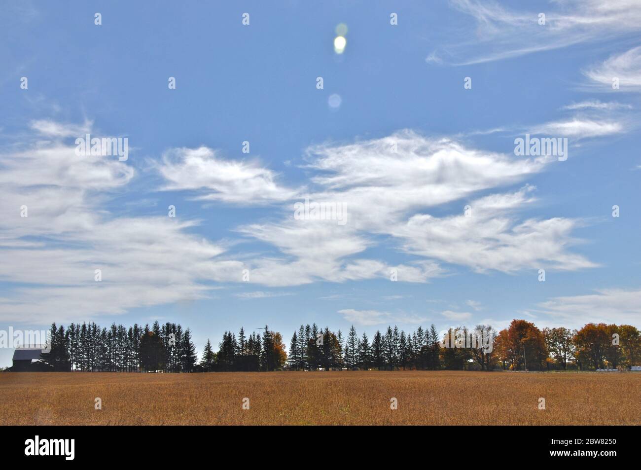 Low horizon panoramic landscape of a soybean field with blue sky and ...