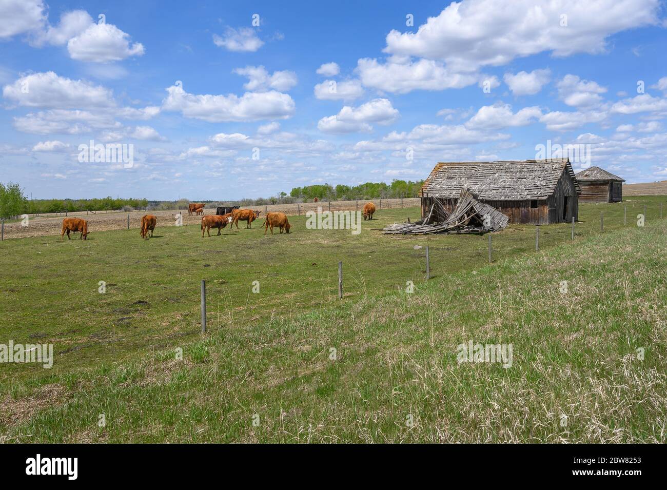 Cattle grazing in a pasture stand beside old buildings near the town of ...