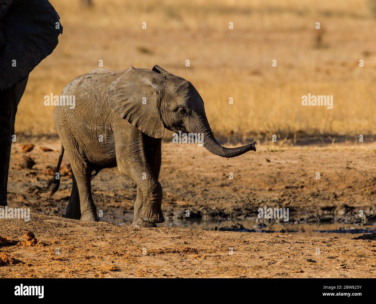 Elephant trunk closeup africa hi-res stock photography and images - Alamy