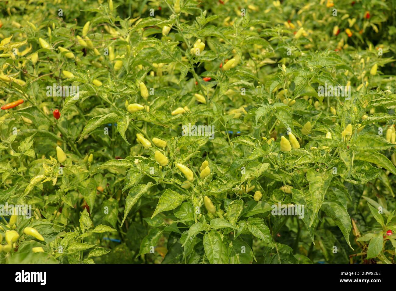 Chilli pepper garden concept, organic chillies vegetable plantin Stock ...