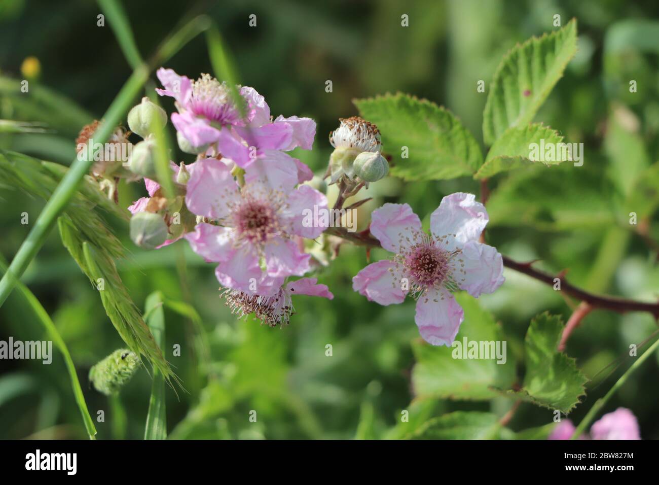 pink blackberry blosom Stock Photo - Alamy