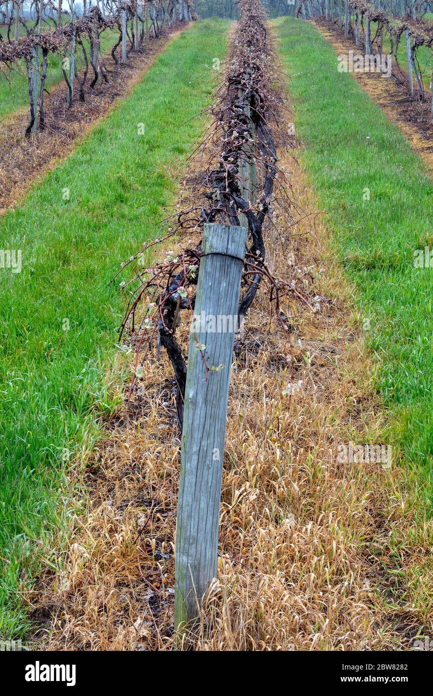 Vineyard with new growth on vines, Spring, SW Michigan, USA, by James D ...