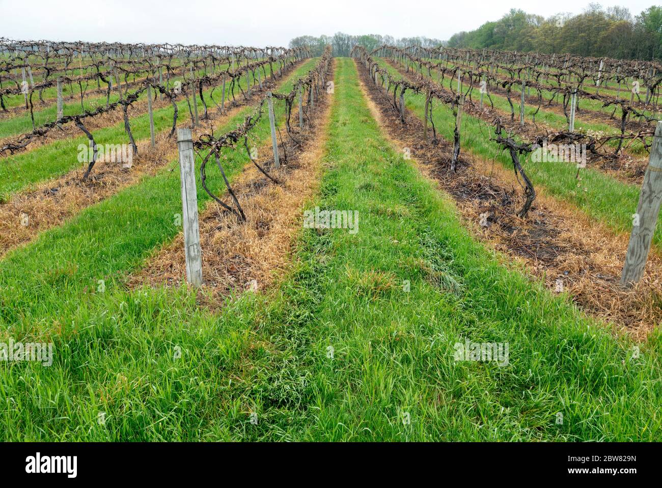 Vineyard with new growth on vines, Spring, SW Michigan, USA, by James D ...