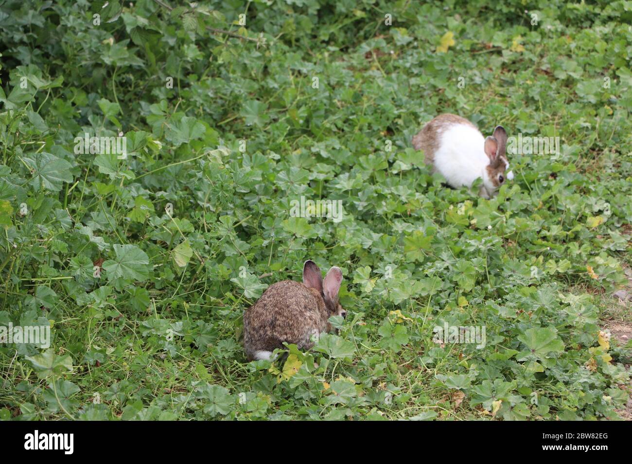 Rabbit in park Stock Photo - Alamy