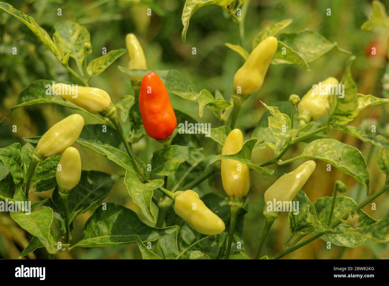 Red and yellow colour chillies or chilli peppers growing on the Stock ...