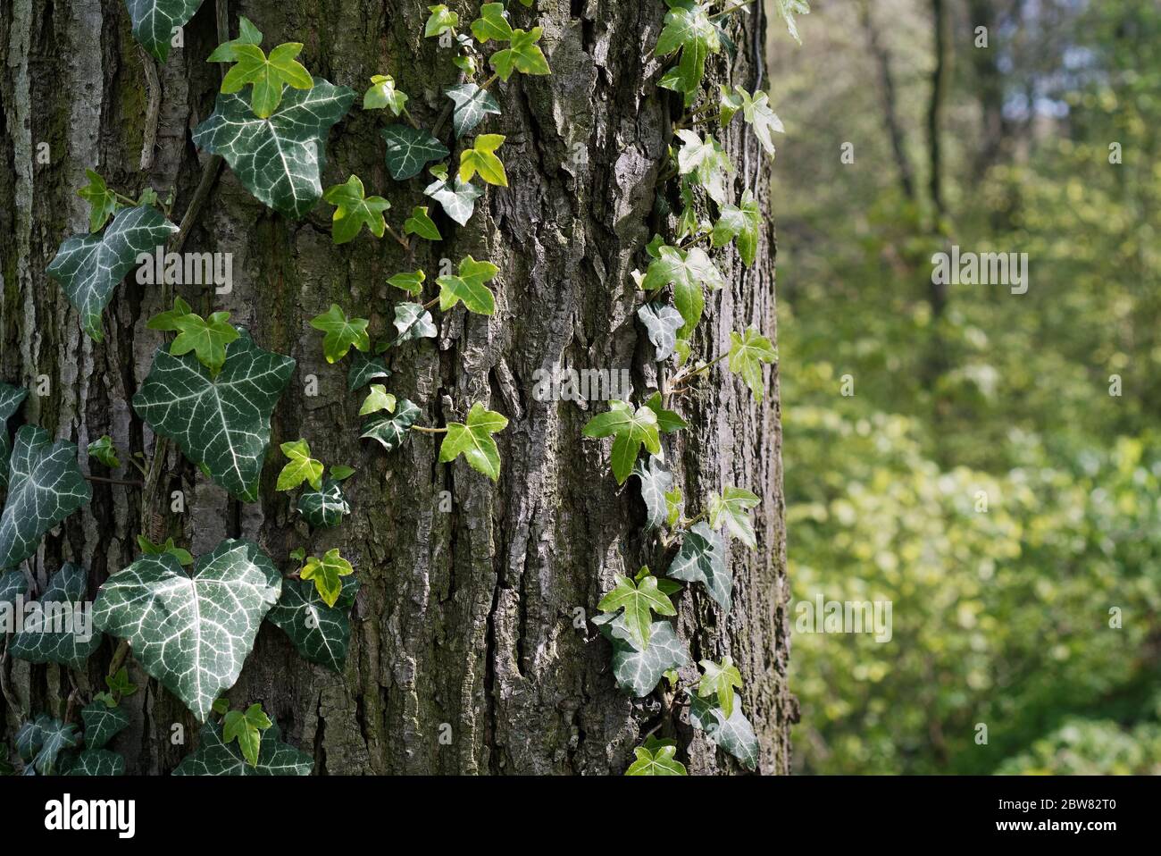 Tree vine texture hi-res stock photography and images - Alamy