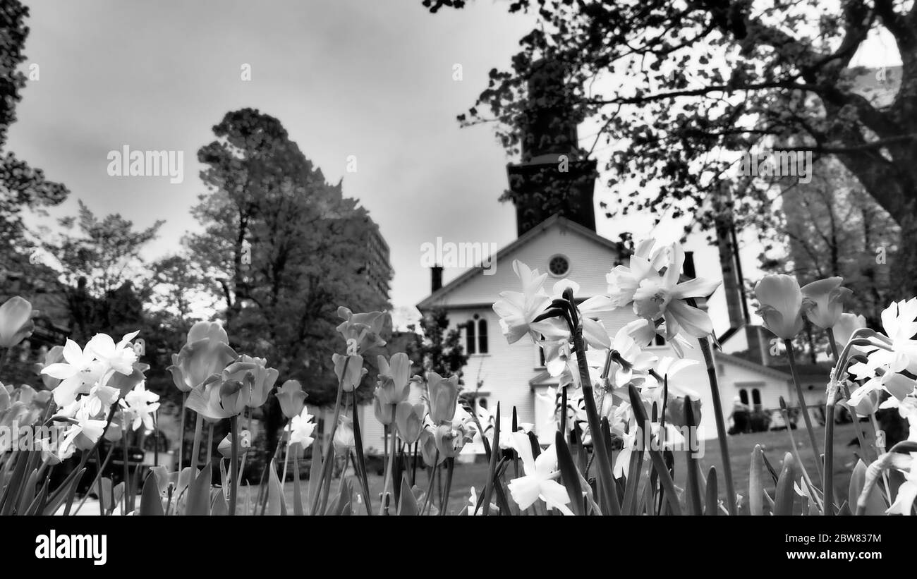 Day 80 Of The Apocalypse in Halifax Nova Scotia Canada. The streets of ...