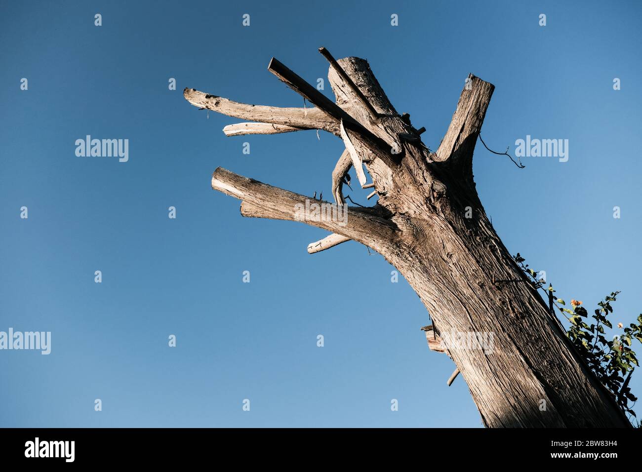 Dead tree peeling bark hi-res stock photography and images - Alamy
