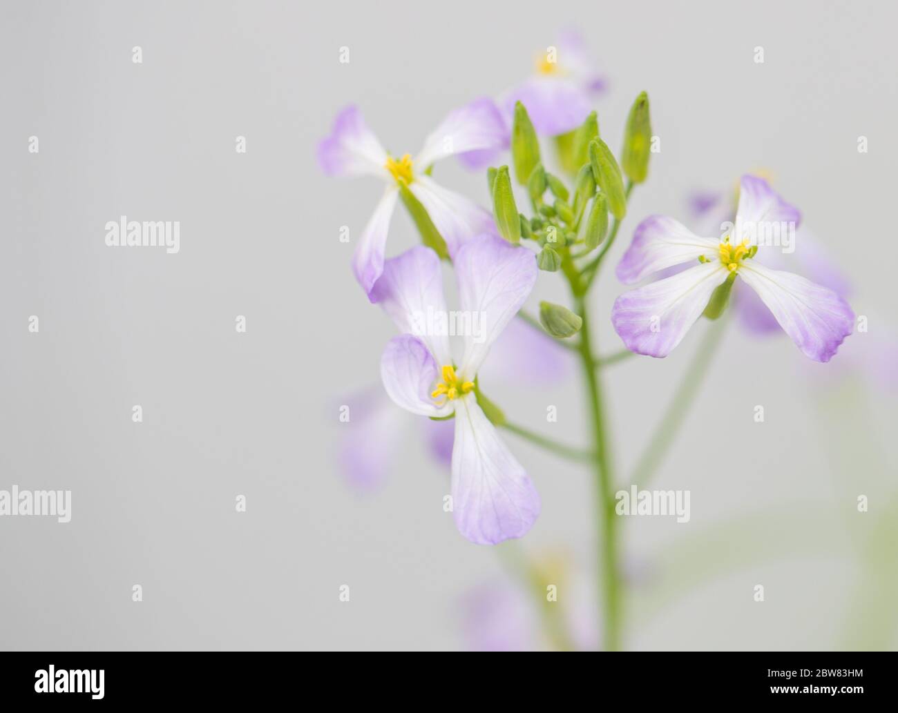 Radish flower hi-res stock photography and images - Alamy