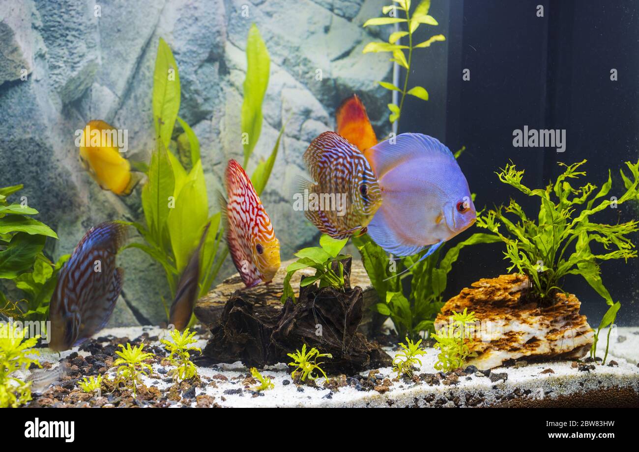 Close up view of gorgeous colorful aquarium fishes discus. Beautiful ...