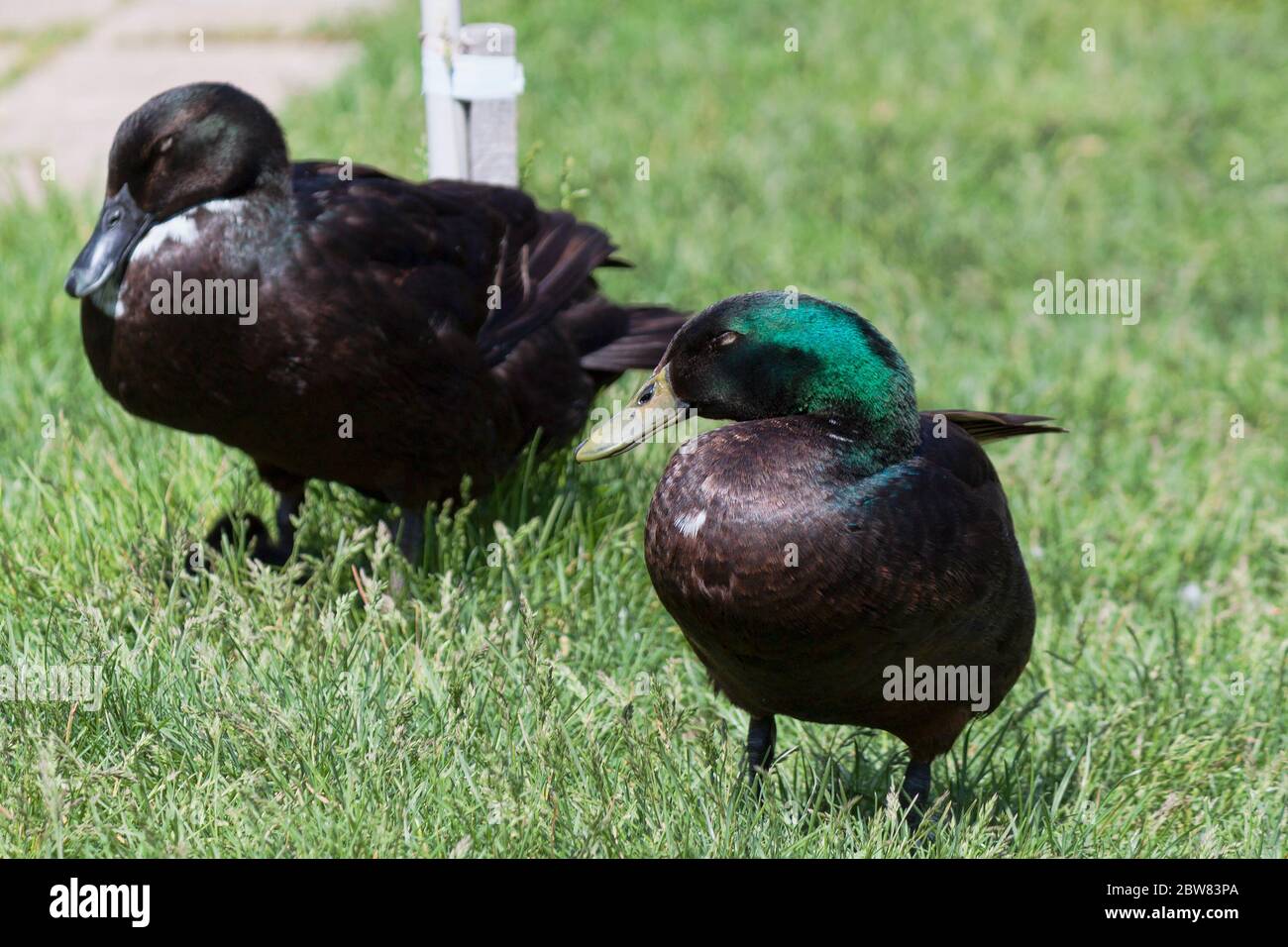 Two ducks gracefully curved neck and stand in the green grass Stock ...