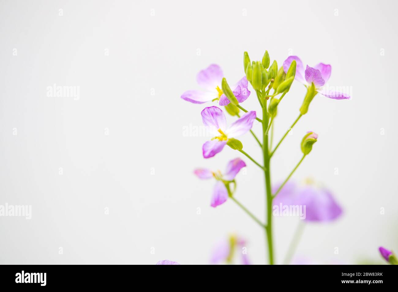 Close up colorful radish flower with green leaves in the spring Stock ...