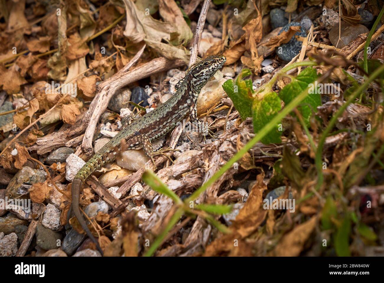 Common wall lizard sunbathing (Podarcis muralis Stock Photo - Alamy