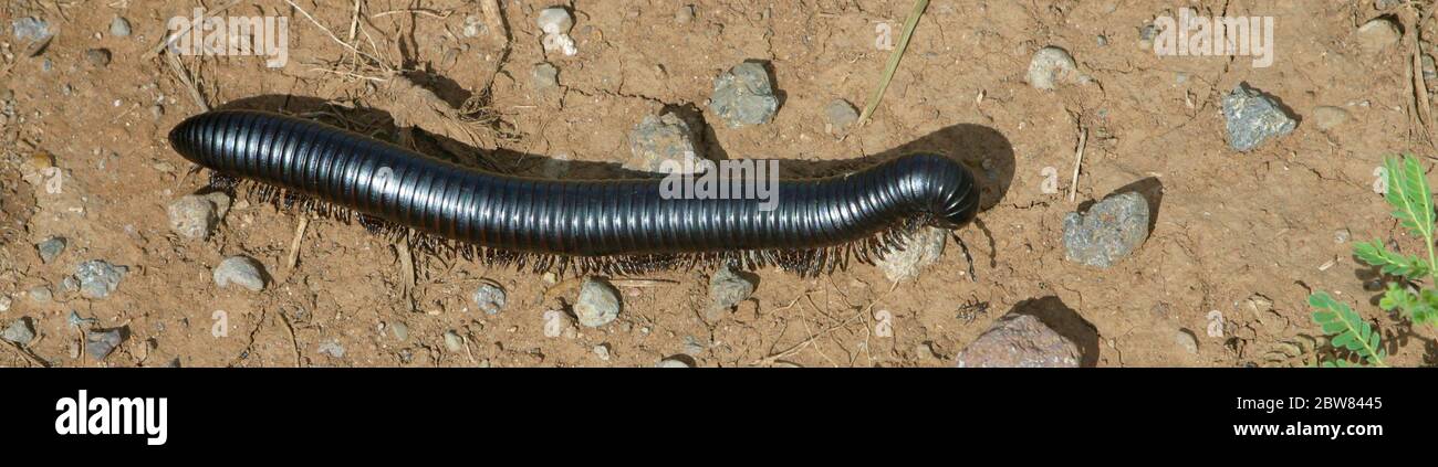 Millipede diet hi-res stock photography and images - Alamy