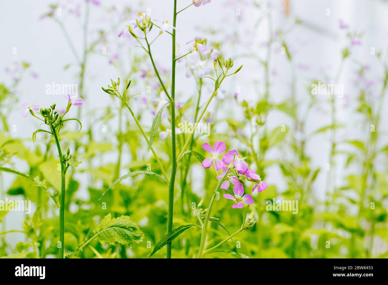 Radish blossom raphanus sativus hi-res stock photography and images - Alamy