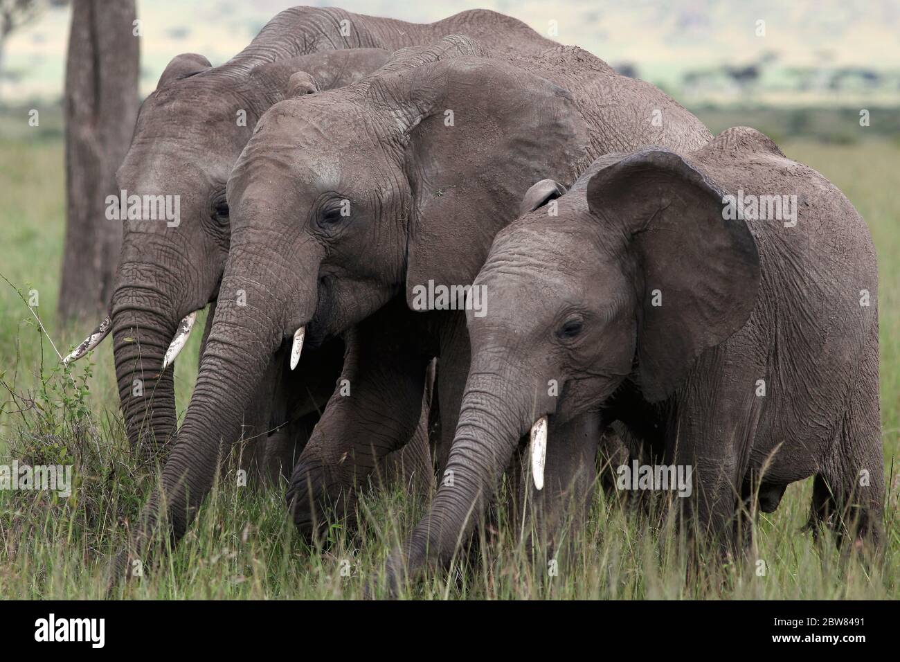 three elephants of different ages graze peacefully side by side with ...