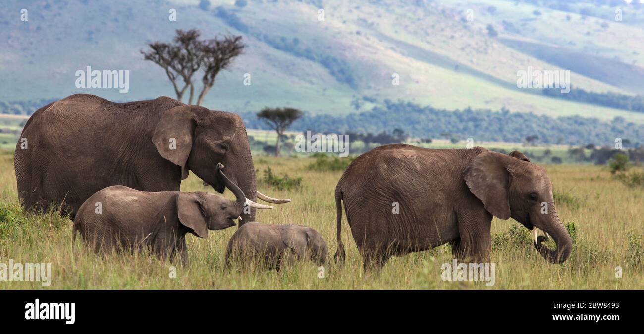 A group of four elephants of different ages with a baby slowly and ...