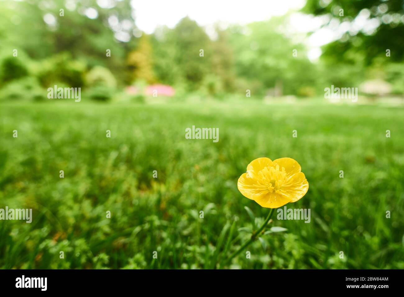 Pretty weed hi-res stock photography and images - Alamy